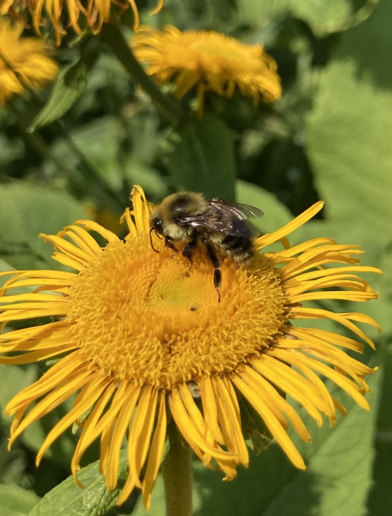 Red-belted Bumble Bee from Douglasdale, Calgary, AB T2Z, Canada on July ...