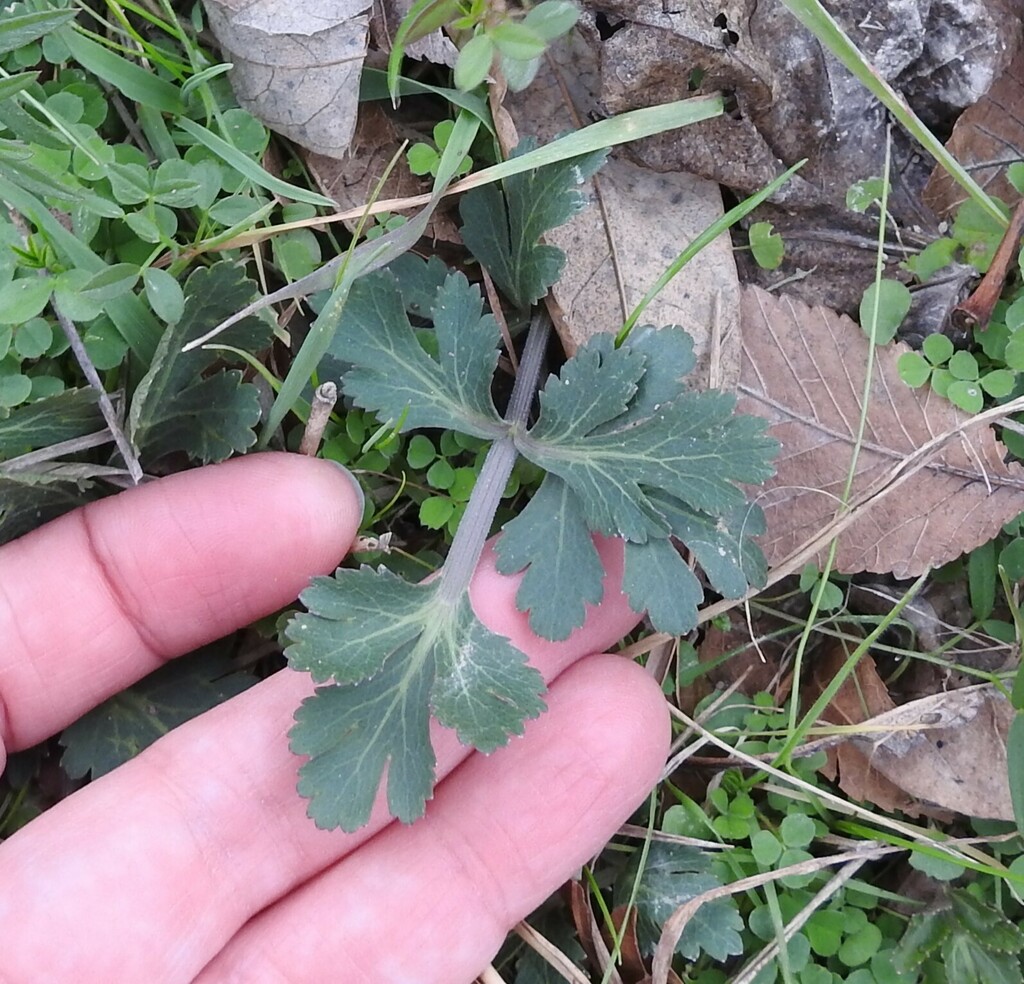 Texas Prairie Parsley from Vickery Meadow, Dallas, TX 75231, USA on ...