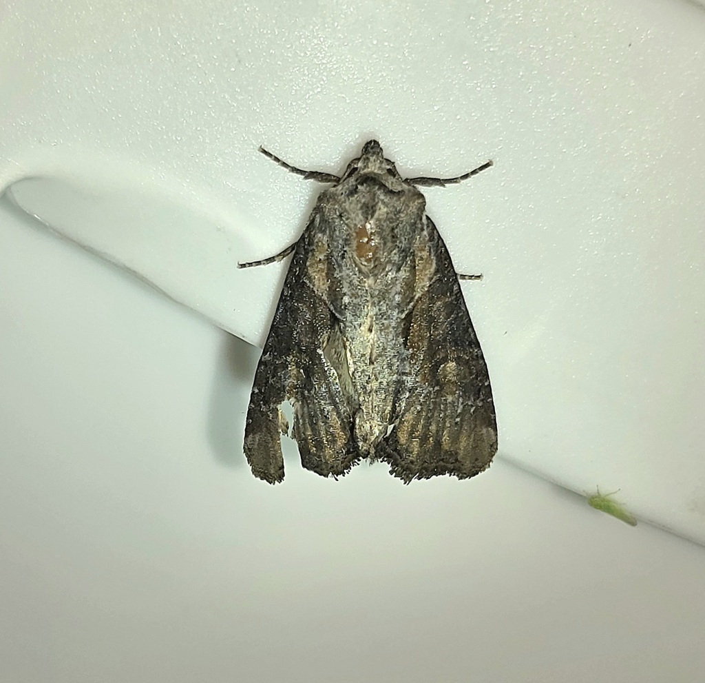 Double-lobed Moth from Ripley County, IN, USA on June 7, 2024 at 10:43 ...