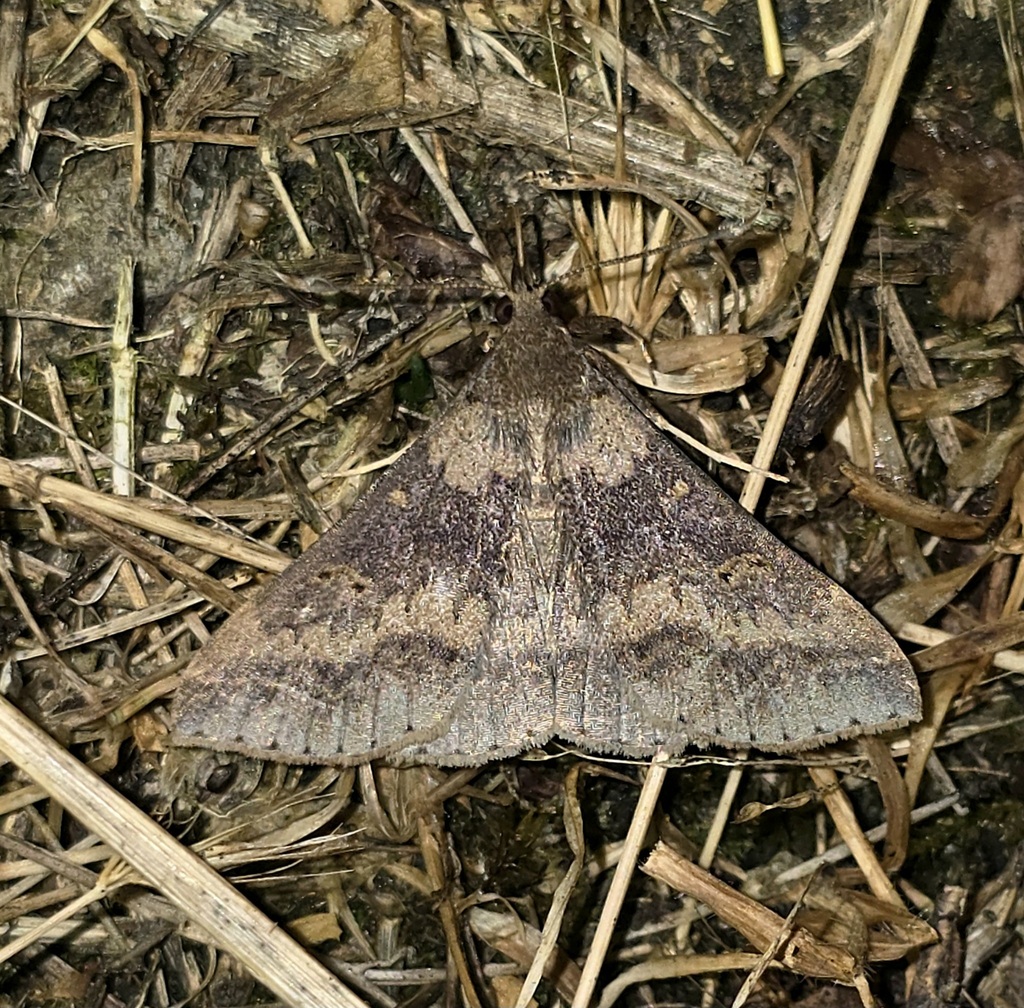 Discolored Renia Moth from Ripley County, IN, USA on June 7, 2024 at 11 ...