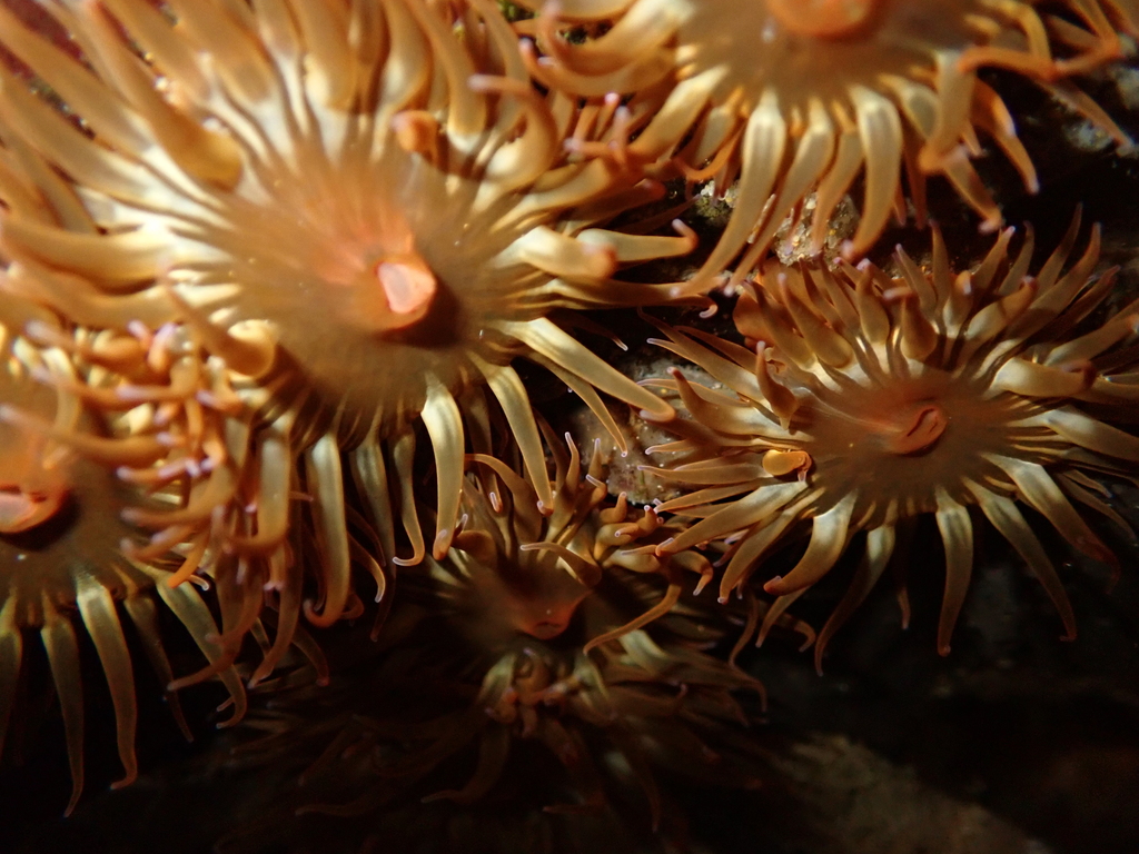 Anemonia mutabilis from Flat Rock Rd, Skennars Head NSW 2478, Australia ...