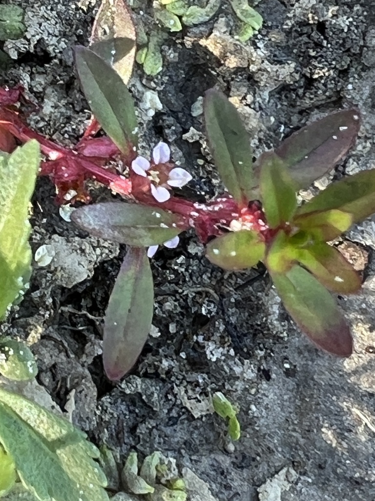 Toothcup from Florida Gulf Coast University, Fort Myers, FL, US on ...