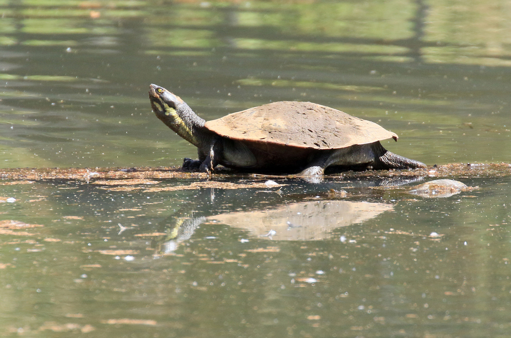 Eastern Short-necked Turtle from Toowoomba QLD, Australia on September ...