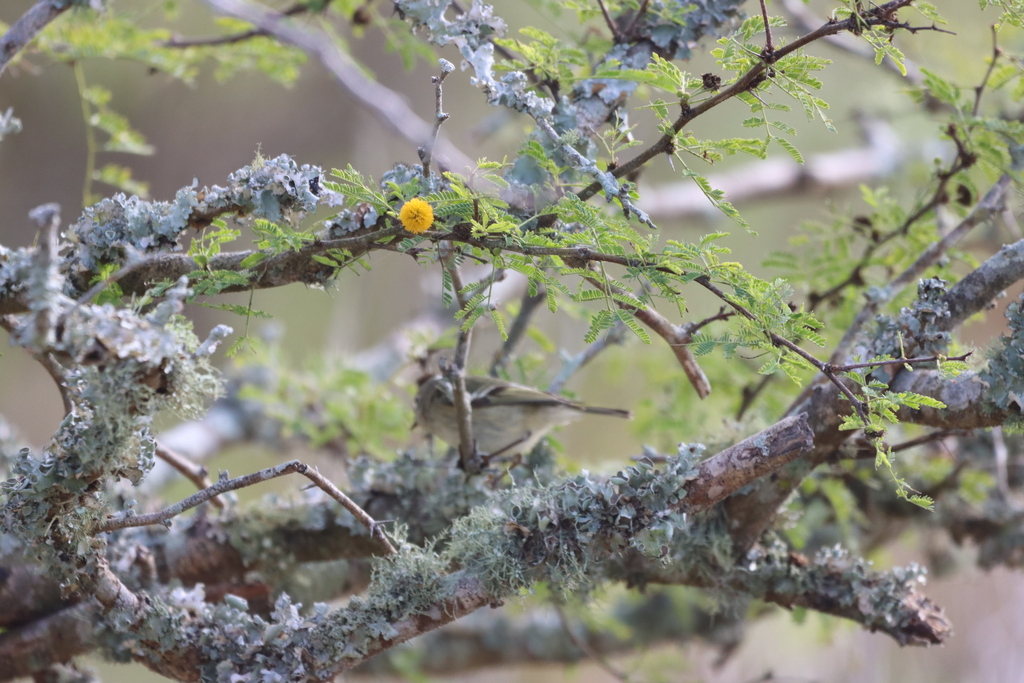 Ruby-crowned Kinglet from Camden County, GA, USA on December 27, 2024 ...