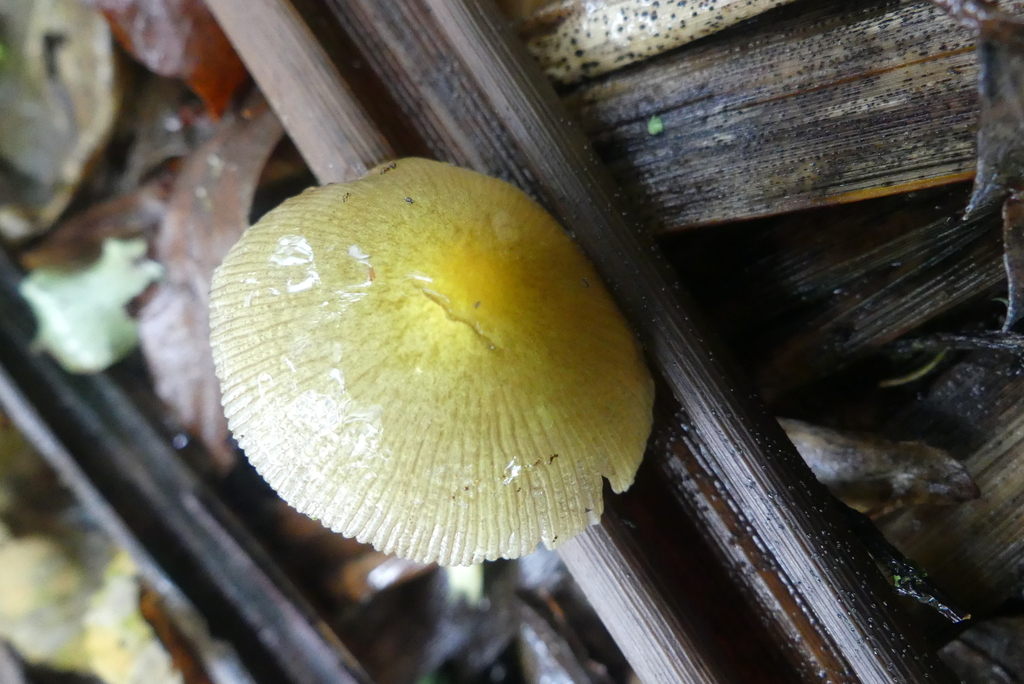yellow fieldcap from 1501 Mangapoike Road, Ruakituri 4196, New Zealand ...