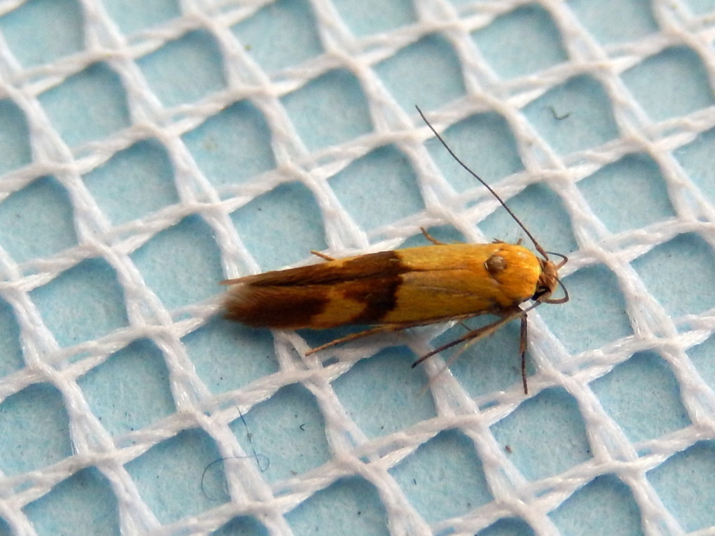 Stathmopoda auriferella from Sydney NSW, Australia on January 04, 2025 at 09:19 AM by Jack ...