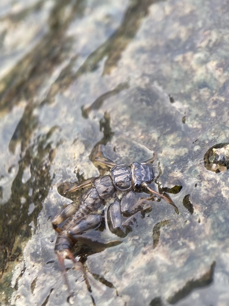 Shortwing Stonefly from Thompson River, Thompson-Nicola, BC, CA on January 5, 2025 at 02:39 PM ...