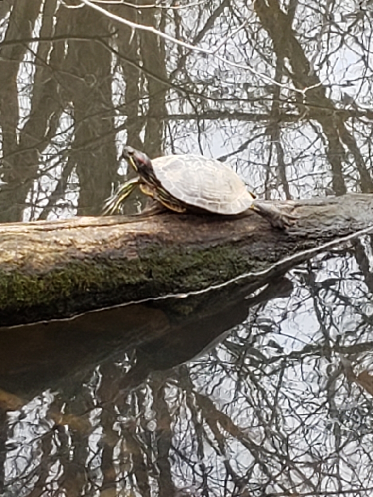 Red-eared Slider from Groesbeck, OH, USA on December 28, 2024 at 03:05 ...