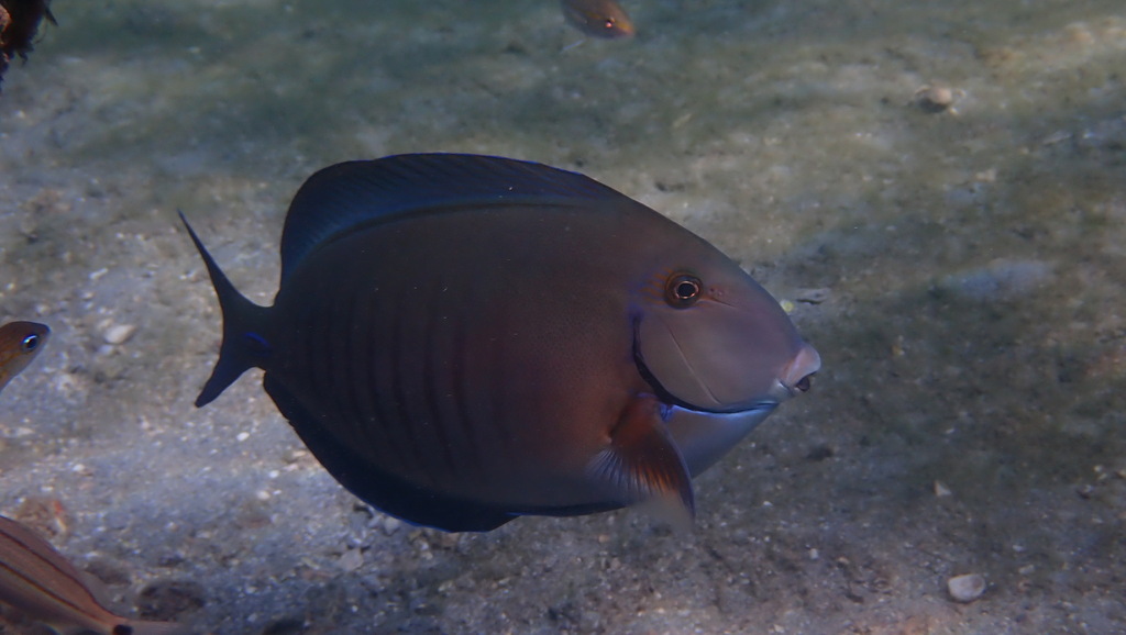 Doctorfish from BHB West SideRiviera Beach, FL, USA on January 5, 2025 ...