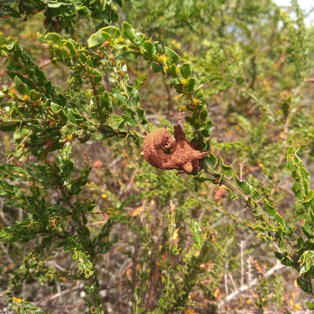 Kangaroo Thorn Gall Rust from Emerald VIC 3782, Australia on January 1 ...
