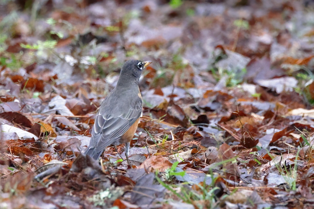 American Robin from Washington Parish, LA, USA on January 5, 2025 at 08 ...