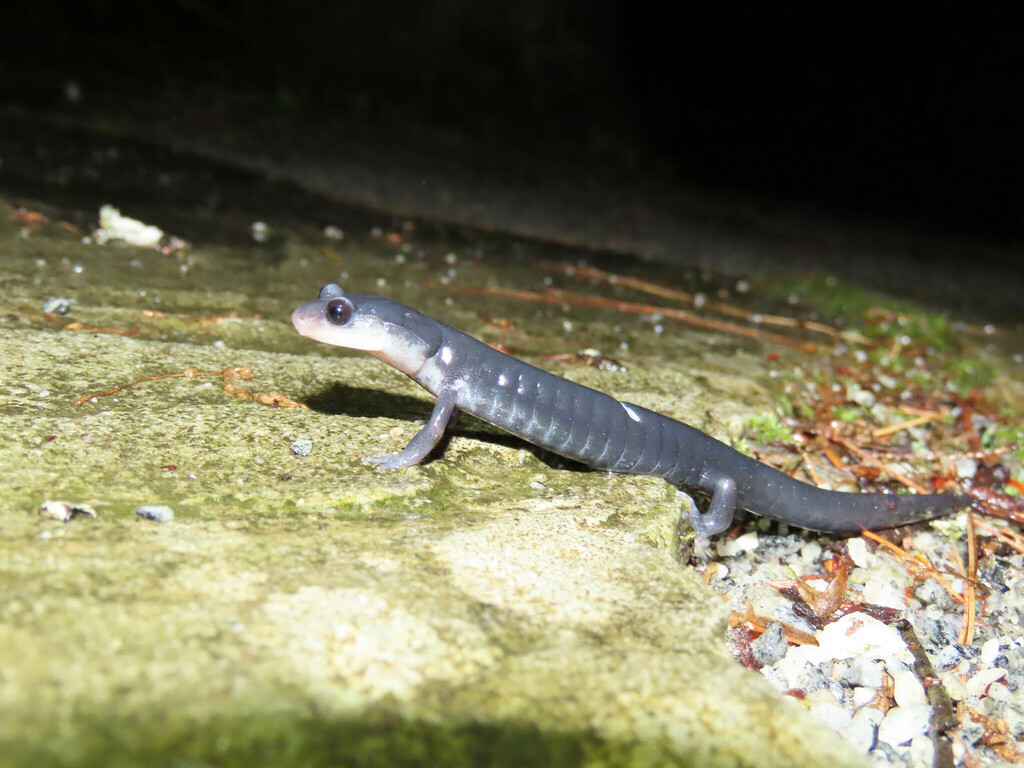 Southern Gray-cheeked Salamander from 166 N 6th St, Highlands, NC 28741 ...
