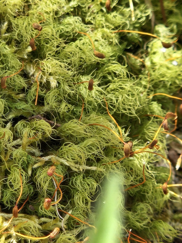 Common Apple-moss from Hopkinton, RI, USA on May 4, 2024 at 12:03 PM by ...