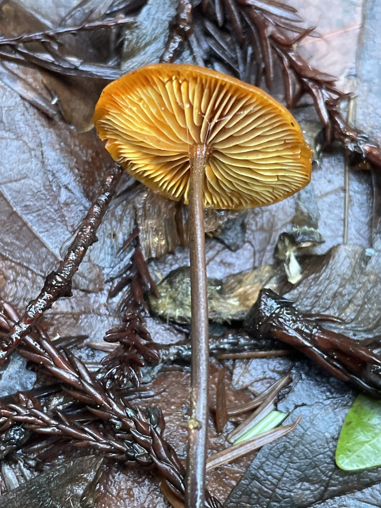 Heimiomyces from Nicasio, CA, US on January 5, 2025 at 12:48 PM by ...