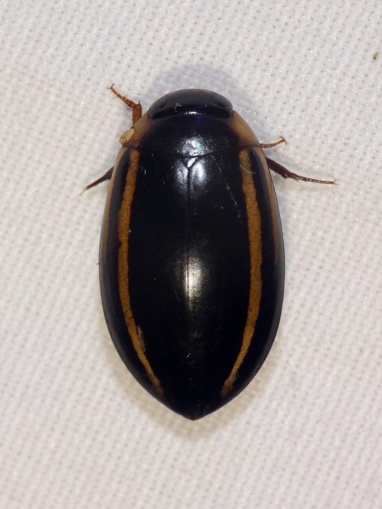 Hydaticus quadrivittatus from Candlenut on January 5, 2025 at 10:02 PM ...