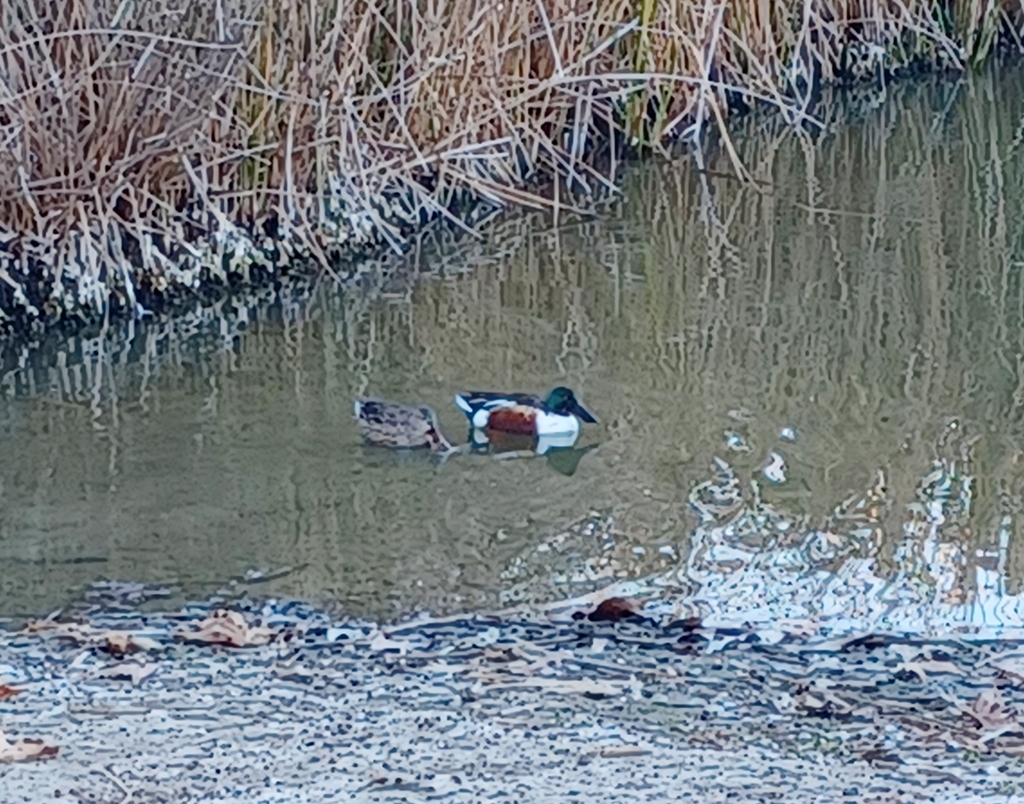 Northern Shoveler from San Joaquin Marsh, Irvine, CA 92612, USA on ...