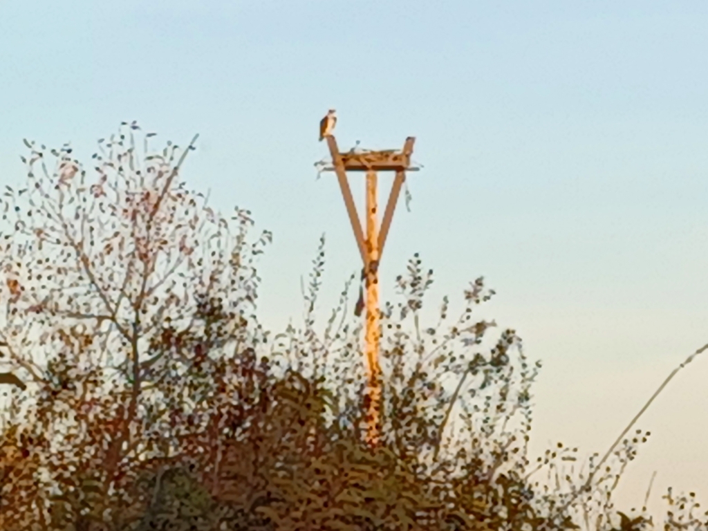 Osprey from San Joaquin Marsh, Irvine, CA 92612, USA on January 05 ...