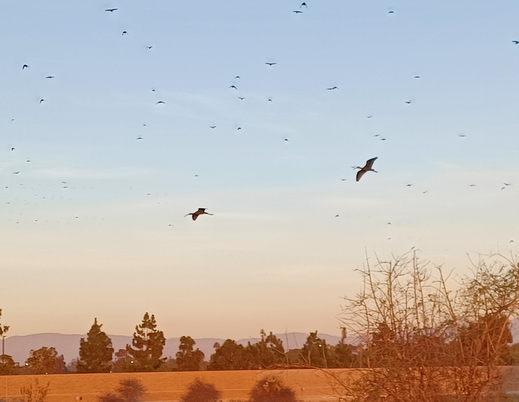 White-faced Ibis from San Joaquin Marsh, Irvine, CA 92612, USA on ...