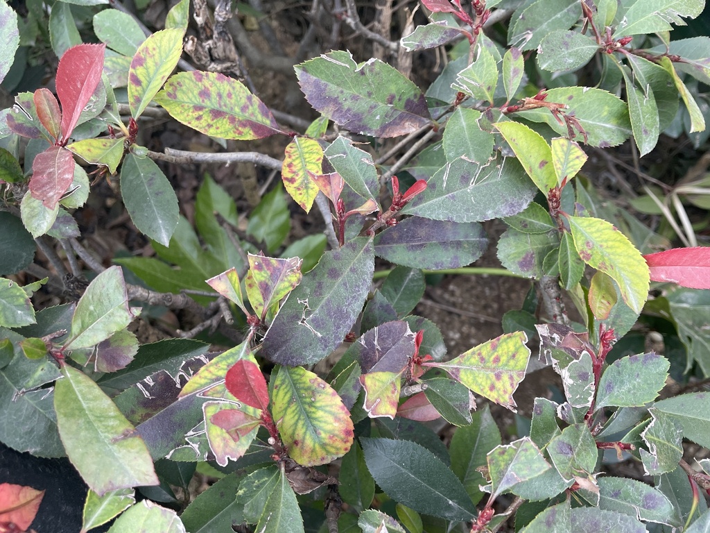 Quince leaf blight from 东柳, 宁波市, 浙江省, CN on January 06, 2025 at 11:03 ...