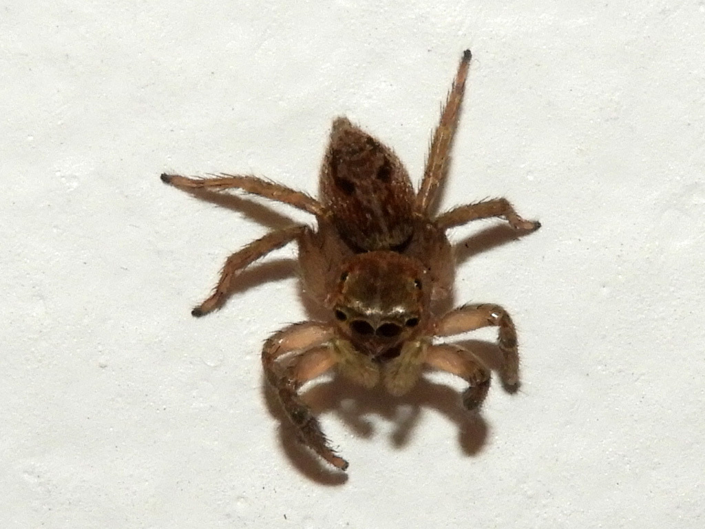 Jumping Spiders from Naivasha, Kenya on January 10, 2023 at 04:29 PM by ...