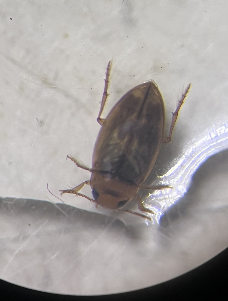 Neobidessodes from Potts Rd, Taradale, VIC, AU on January 6, 2025 at 01 ...