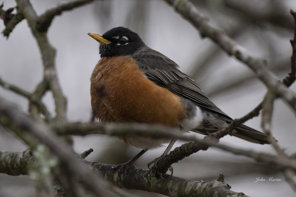 American Robin from Rutledge Acres, Gaffney, SC, USA on December 27 ...