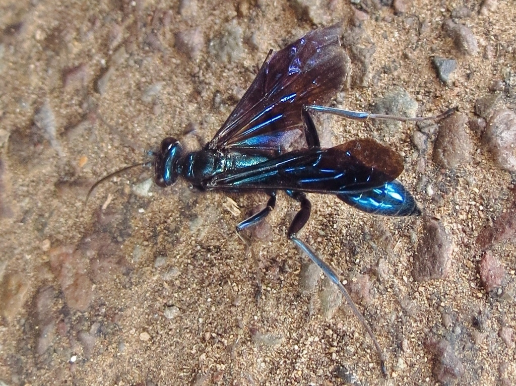 Chalybion (Hymenoptera of the British Indian Ocean Territory) · iNaturalist