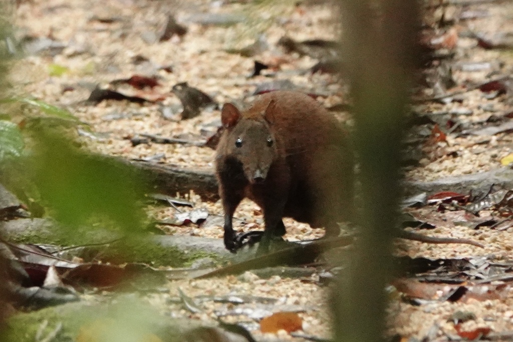 Musky Rat-kangaroo from Djiru National Park, Tam O'Shanter, QLD, AU on ...