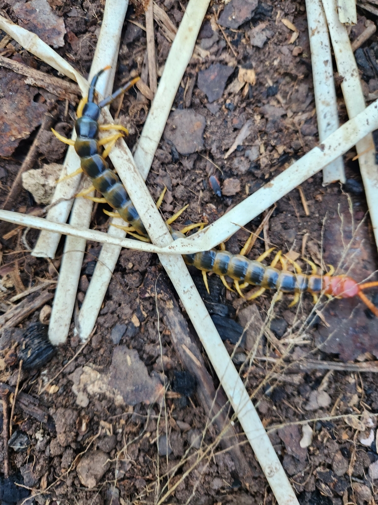 Giant Desert Centipede in January 2025 by crotrox. South Texas ...