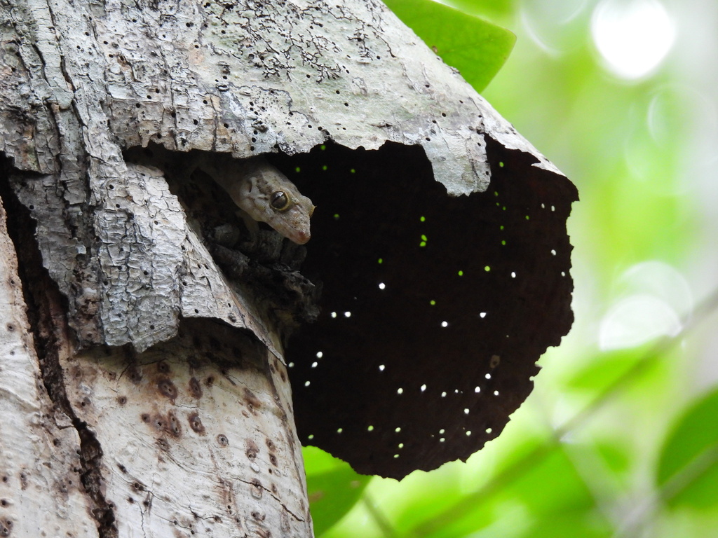 Croaking Lizard from Grand Cayman, North Side, KY on January 5, 2025 at ...