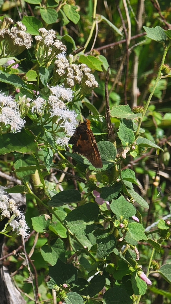 Violet-banded Skipper from Damián Arriba, Orocovis 00720, Puerto Rico ...