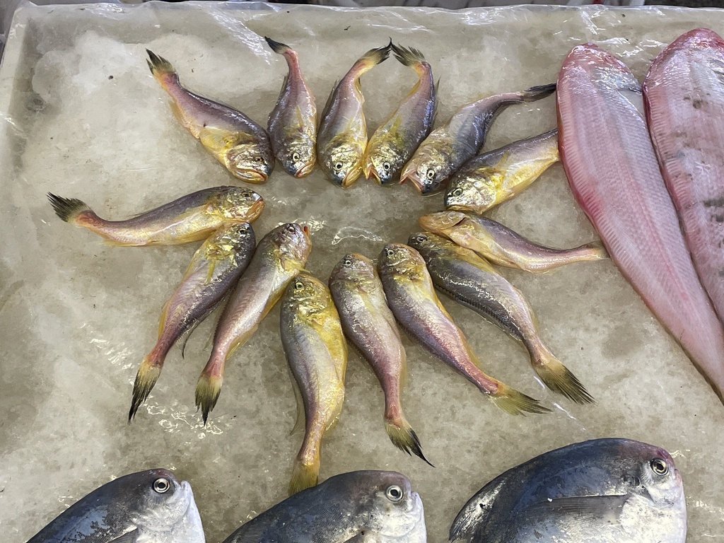 Collichthys in January 2025 by Alex Pintsen JIN · iNaturalist