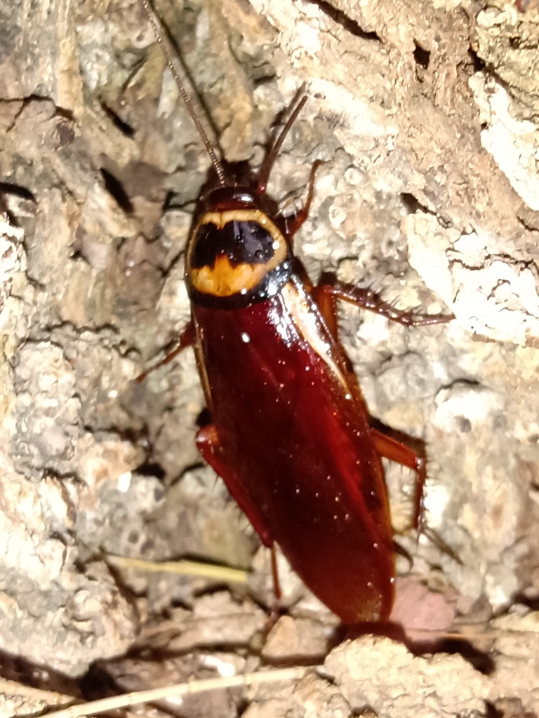 Australian Cockroach from Centro histórico de Morelia, 58000 Morelia ...