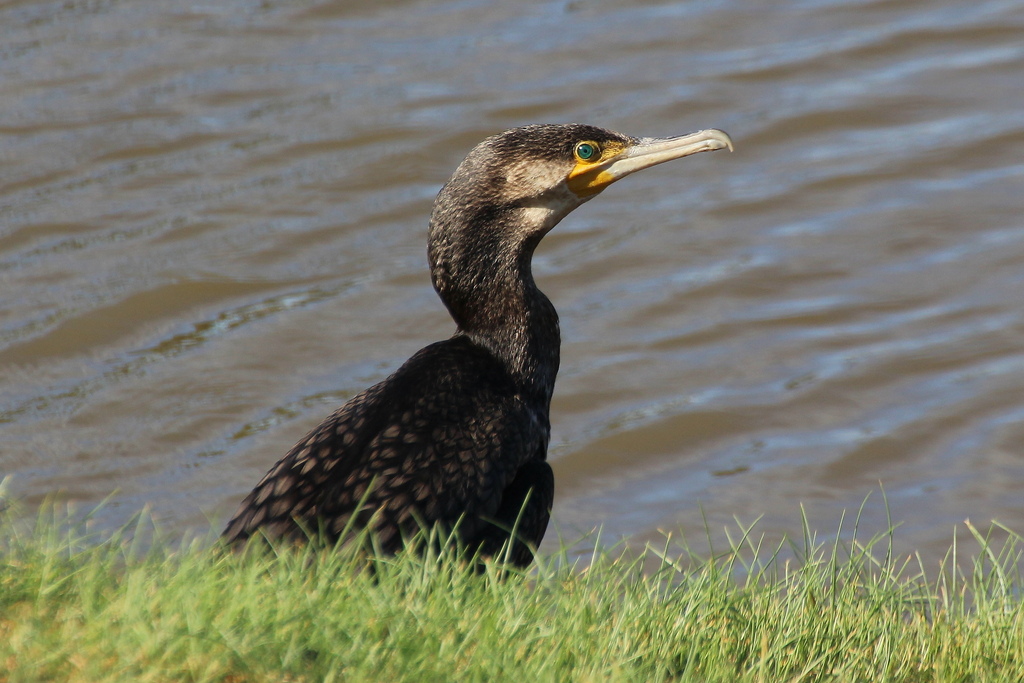 Cormorants and Shags from Adelaide SA, Australia on December 16, 2024 ...