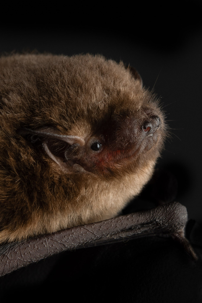 Pygmy Pipistrelle from Effin, Industrial Development Agency Industrial ...