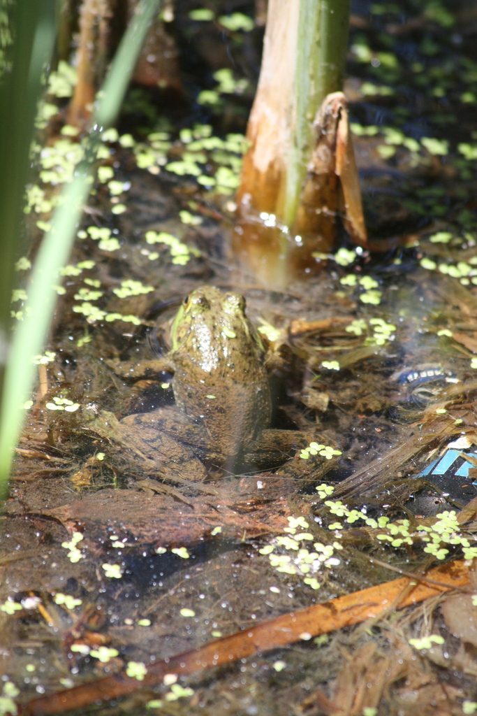 American Bullfrog from Adams County, CO, USA on June 15, 2024 at 10:53 ...