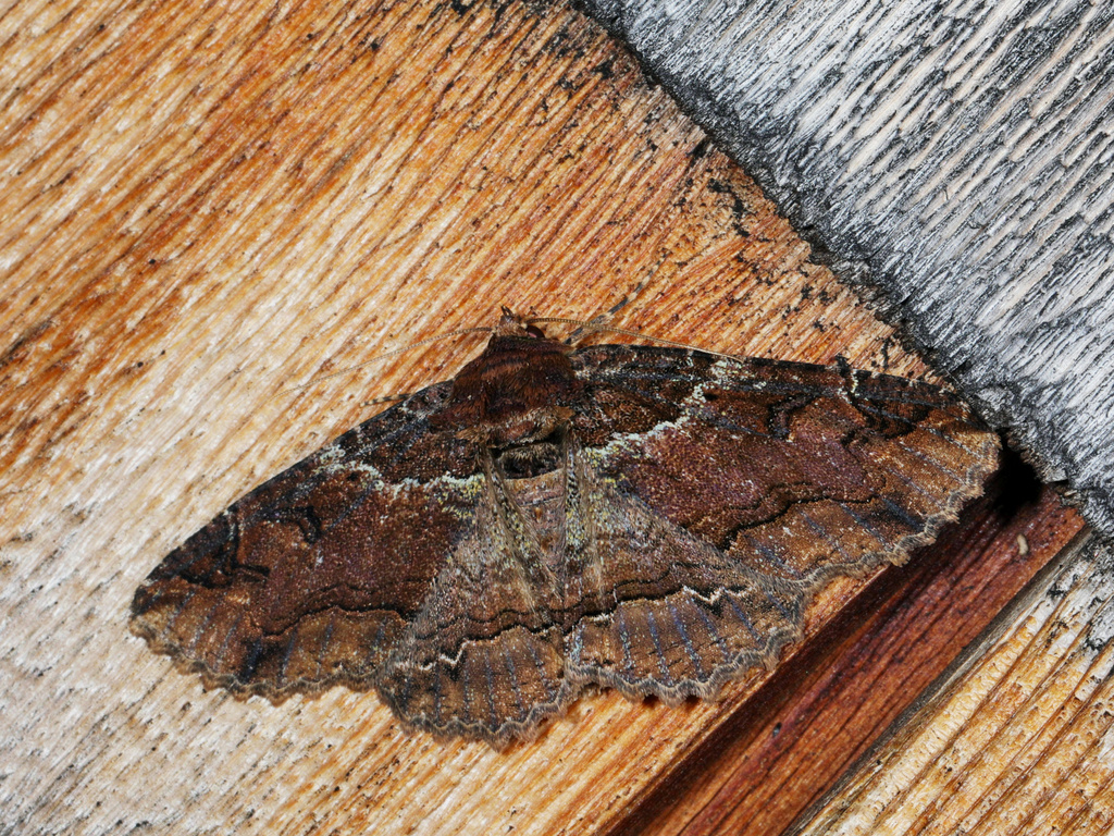 Colorful Zale Moth from Grand lac Shaw on May 25, 2017 at 09:18 PM by ...