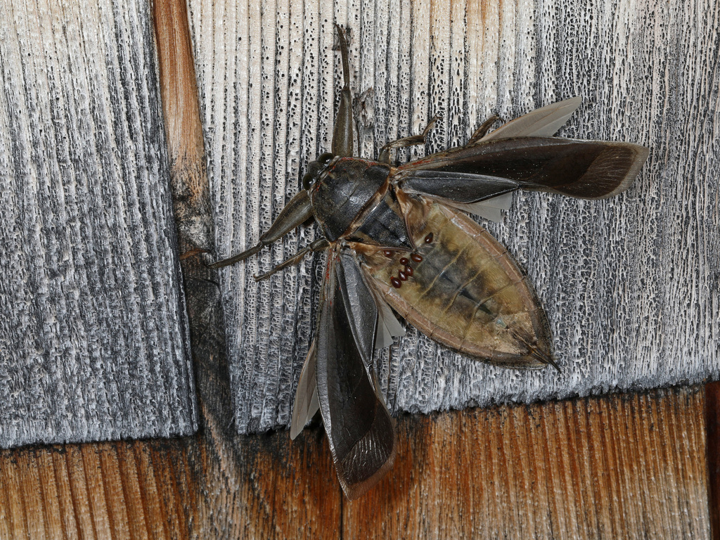 American Giant Water Bug from Grand lac Shaw on May 25, 2017 at 10:15 ...