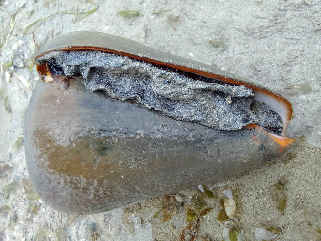 Beech Cone from Msambweni, Kenya on December 2, 2024 at 11:38 AM by ...