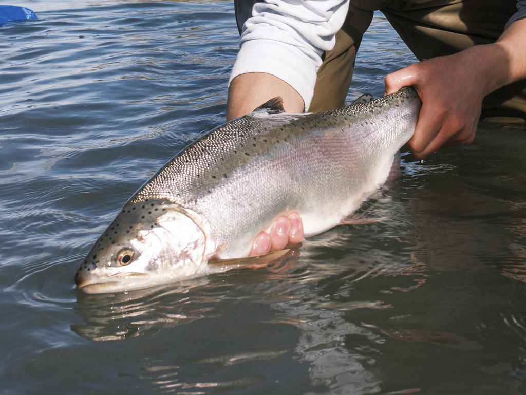 Rainbow Trout from Fort Macleod, AB T0L 0Z0, Canada on October 20, 2024 ...