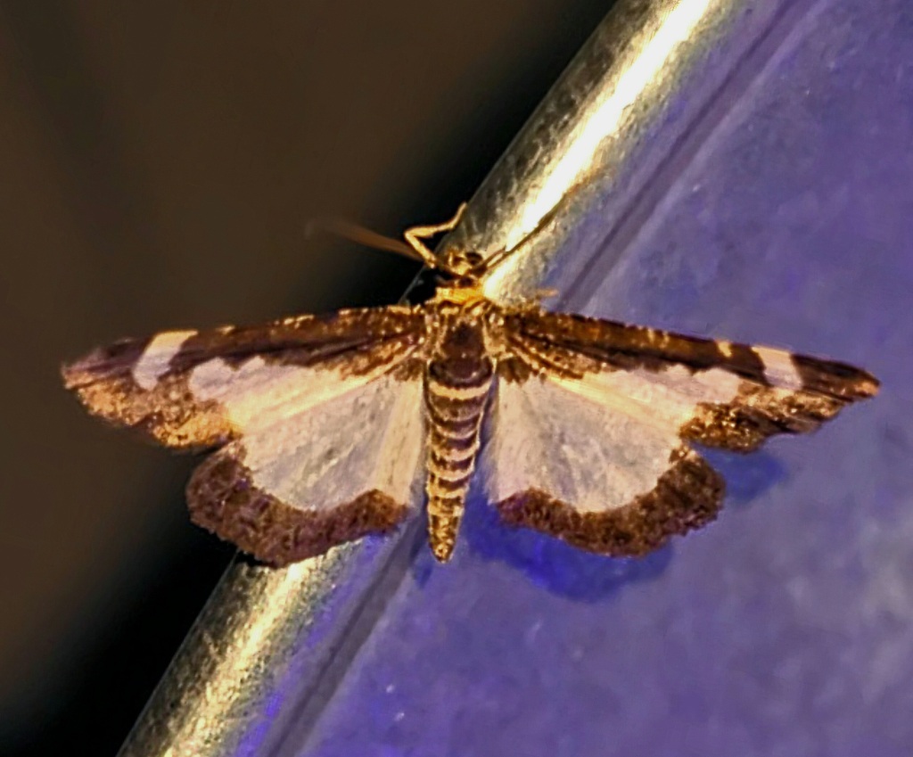 Common Spring Moth from Ripley County, IN, USA on June 7, 2024 at 11:31 ...