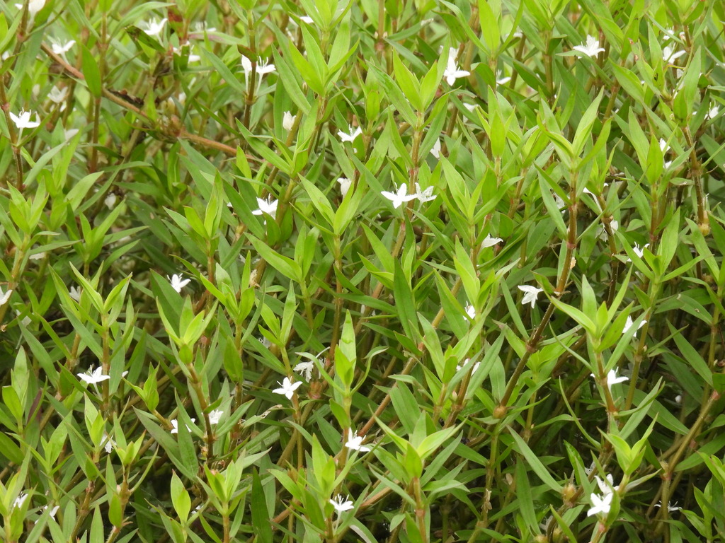 buttonweed from St. Hwy 484 at Interstate 75, Marion County, FL, USA on ...