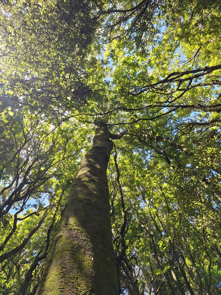Narrow-leaved lacebark from Haukopua Scenic Reserve, NZ-MW-TR, NZ-MW ...