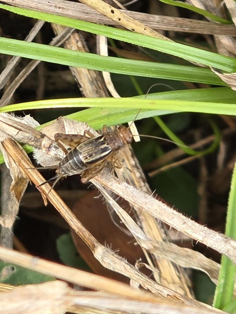 Collared Ground Cricket from HWJ3+9H Claghorn Nature Trail, Houston, TX ...