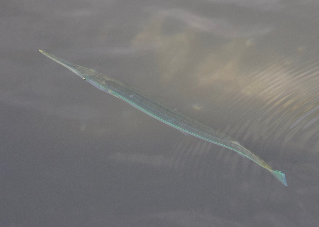 Atlantic Needlefish from Crystal River, FL, USA on January 2, 2025 at ...