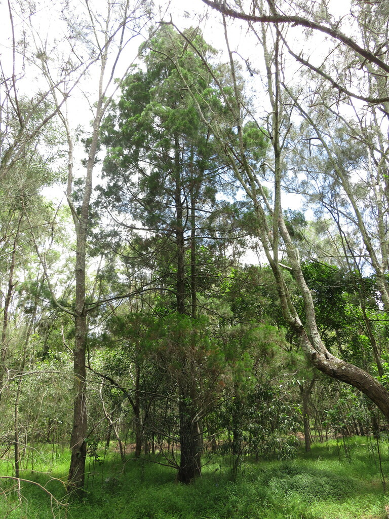 cypress-pines from Currumbin Valley-Tallebudgera, Queensland, Australia ...
