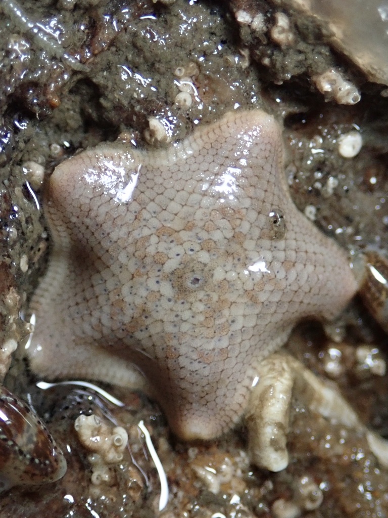 Bat Star from Entrance Channel, Newport Beach, CA, US on January 1 ...