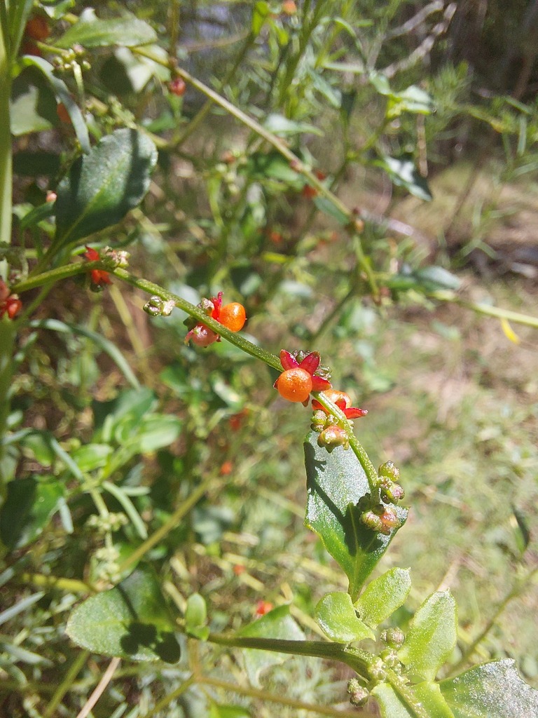 Goosefoots from Gold Coast QLD, Australia on January 4, 2025 at 12:24 ...