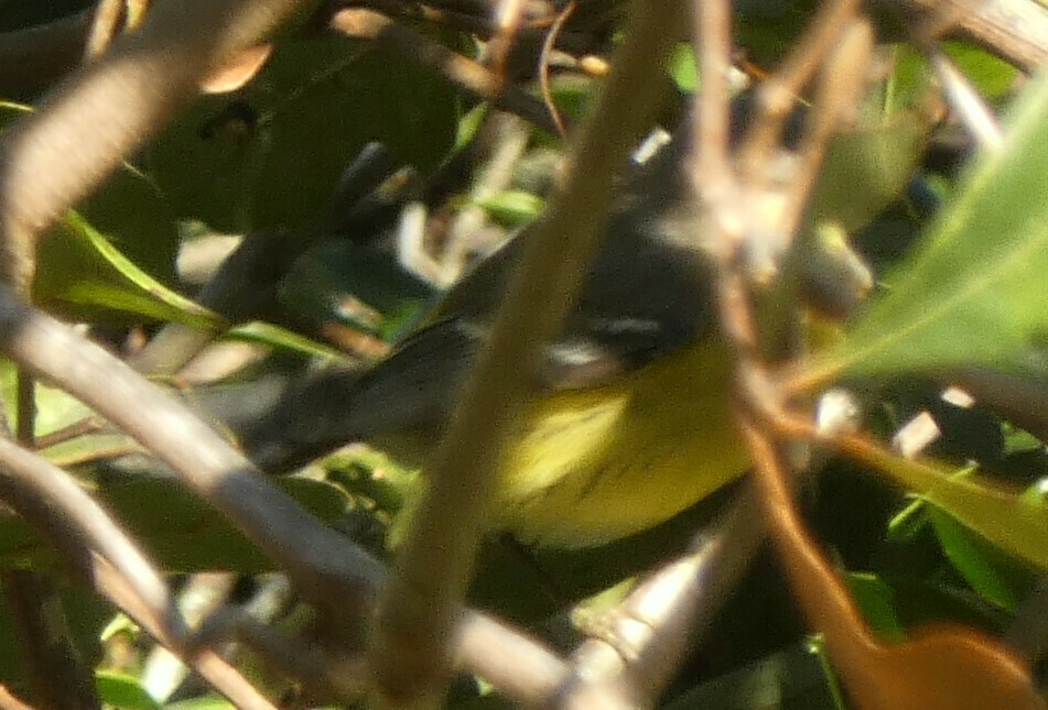 Magnolia Warbler from Florida, Hillsborough, Temple Terrace, Temple ...