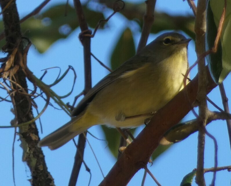 Orange-crowned Warbler from Florida, Hillsborough, Temple Terrace ...